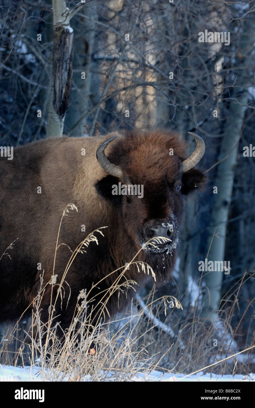Strong bison hi-res stock photography and images - Alamy