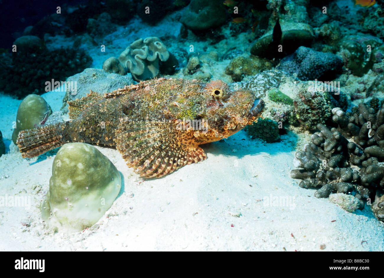 Dangerous stinging fish venomous spines family name hi-res stock ...