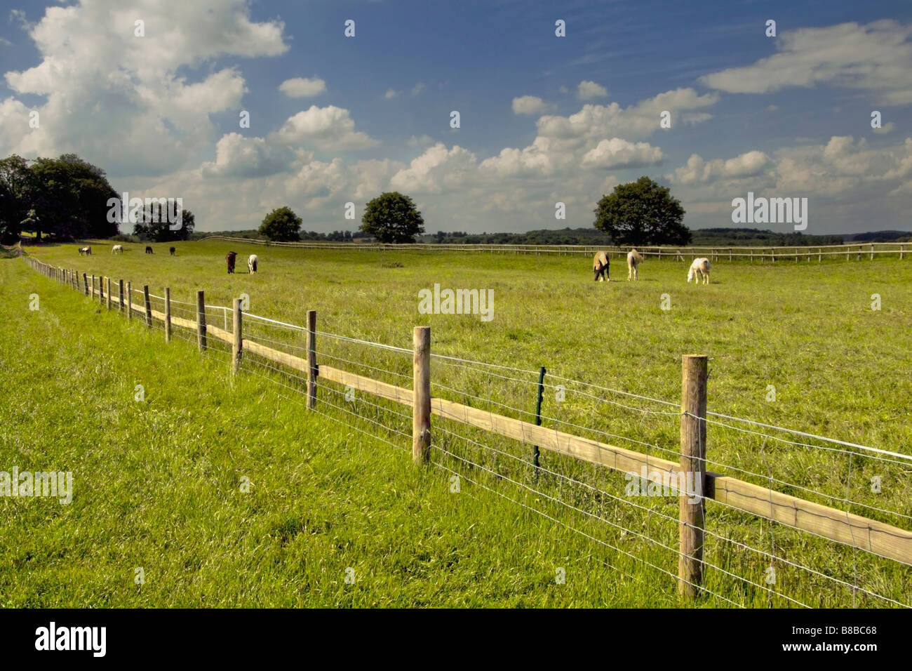 horses in field Stock Photo - Alamy