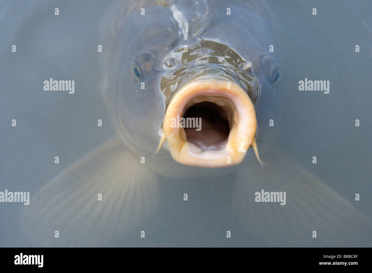 Niagara river fish hi-res stock photography and images - Alamy