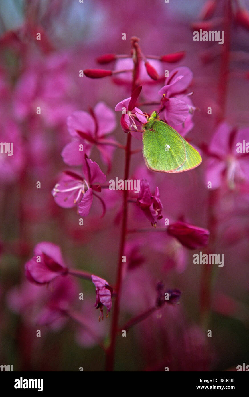 Green Moth Fireweed Plant, Yukon Stock Photo - Alamy