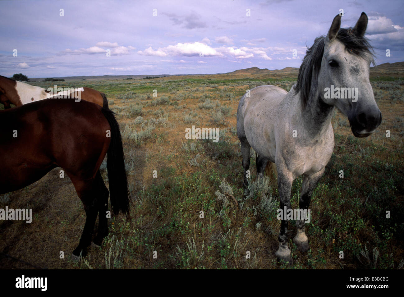 Horses, Grasslands National Park, near Val Marie, Saskatchewan Stock ...