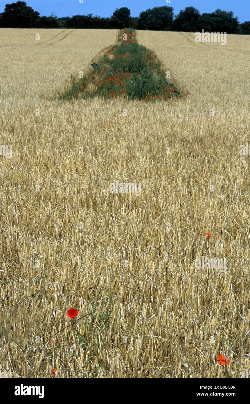 Strip of set-aside land to encourage wild plants and animals, wheat ...