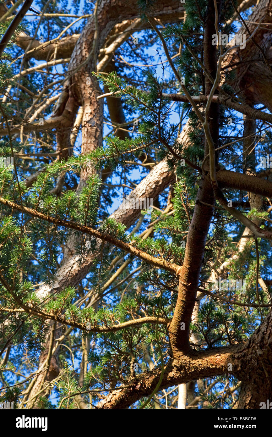 Yew tree bark hi-res stock photography and images - Alamy