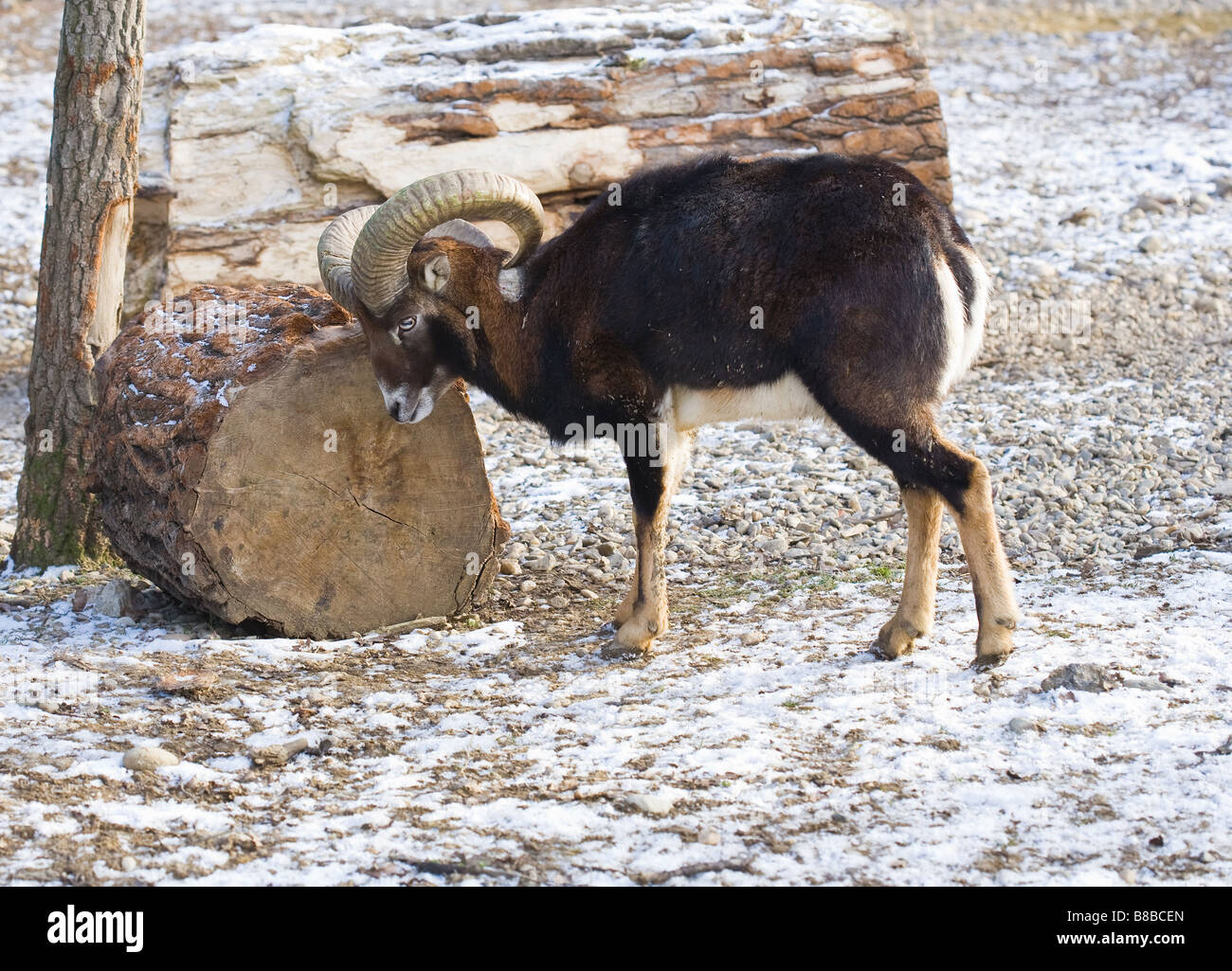 Mouflon muflon hi-res stock photography and images - Alamy