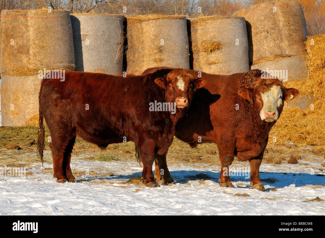 Two tone animals hi-res stock photography and images - Alamy
