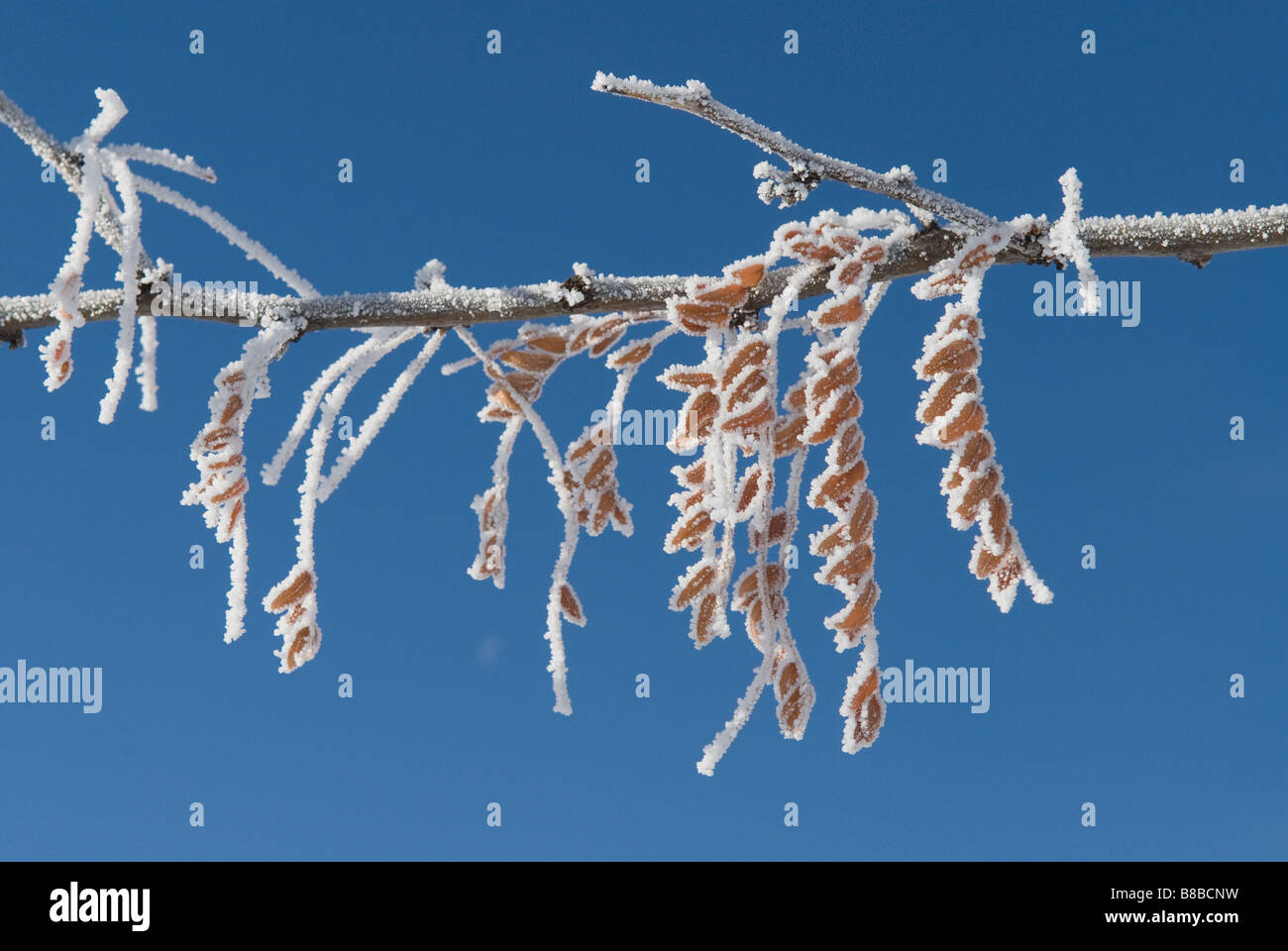 Locust branch hi-res stock photography and images - Alamy