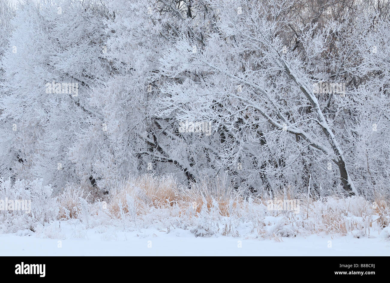 Frosted Trees 0926 Stock Photo - Alamy