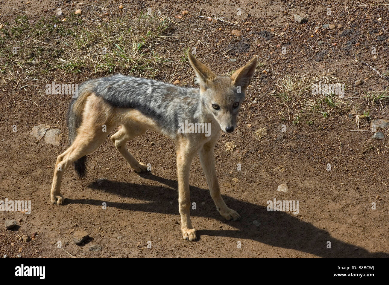 BLACK BACKED JACKAL Stock Photo - Alamy