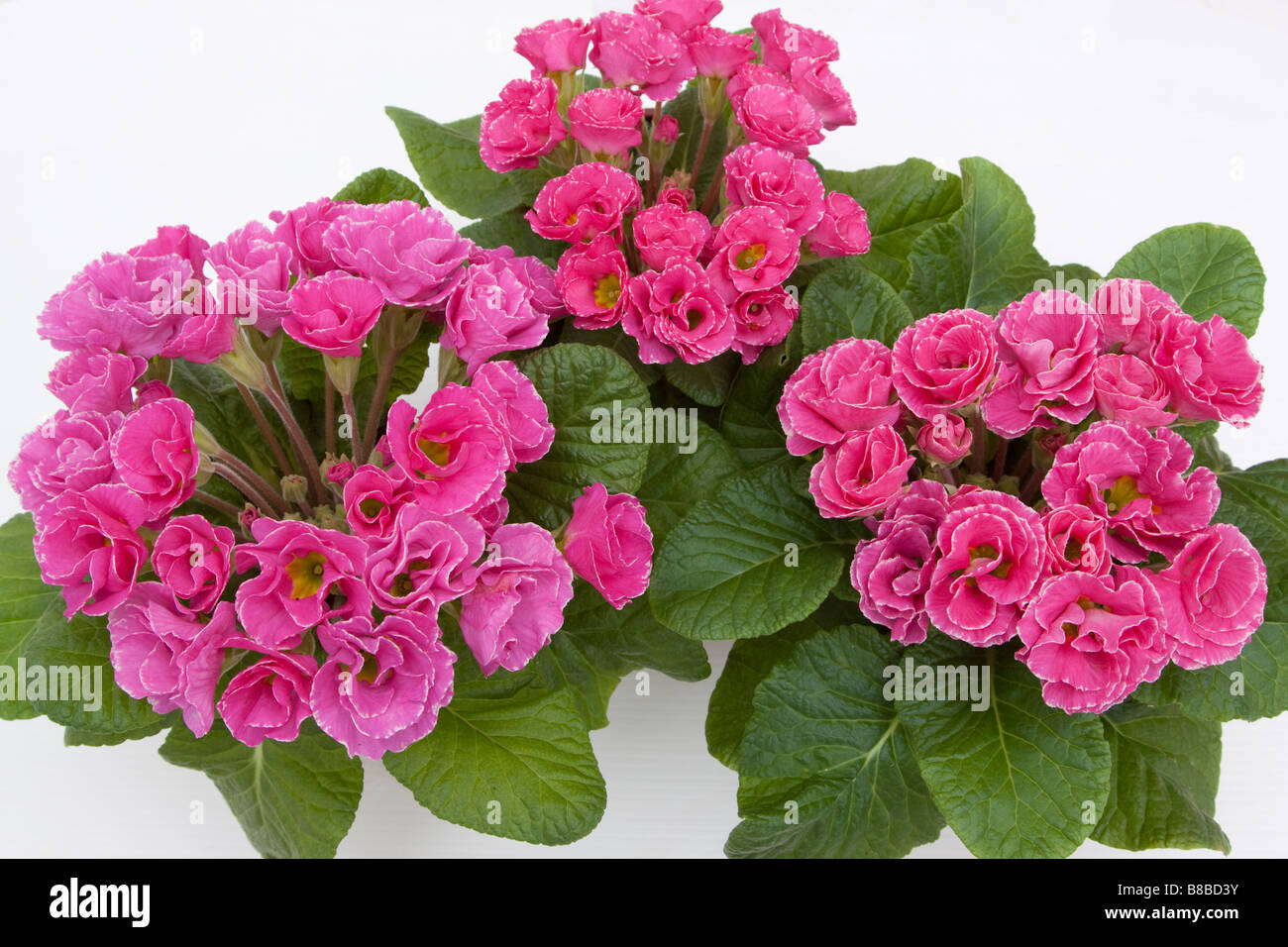 Three 'Rose Edge' pink primulas against a white background Stock Photo ...