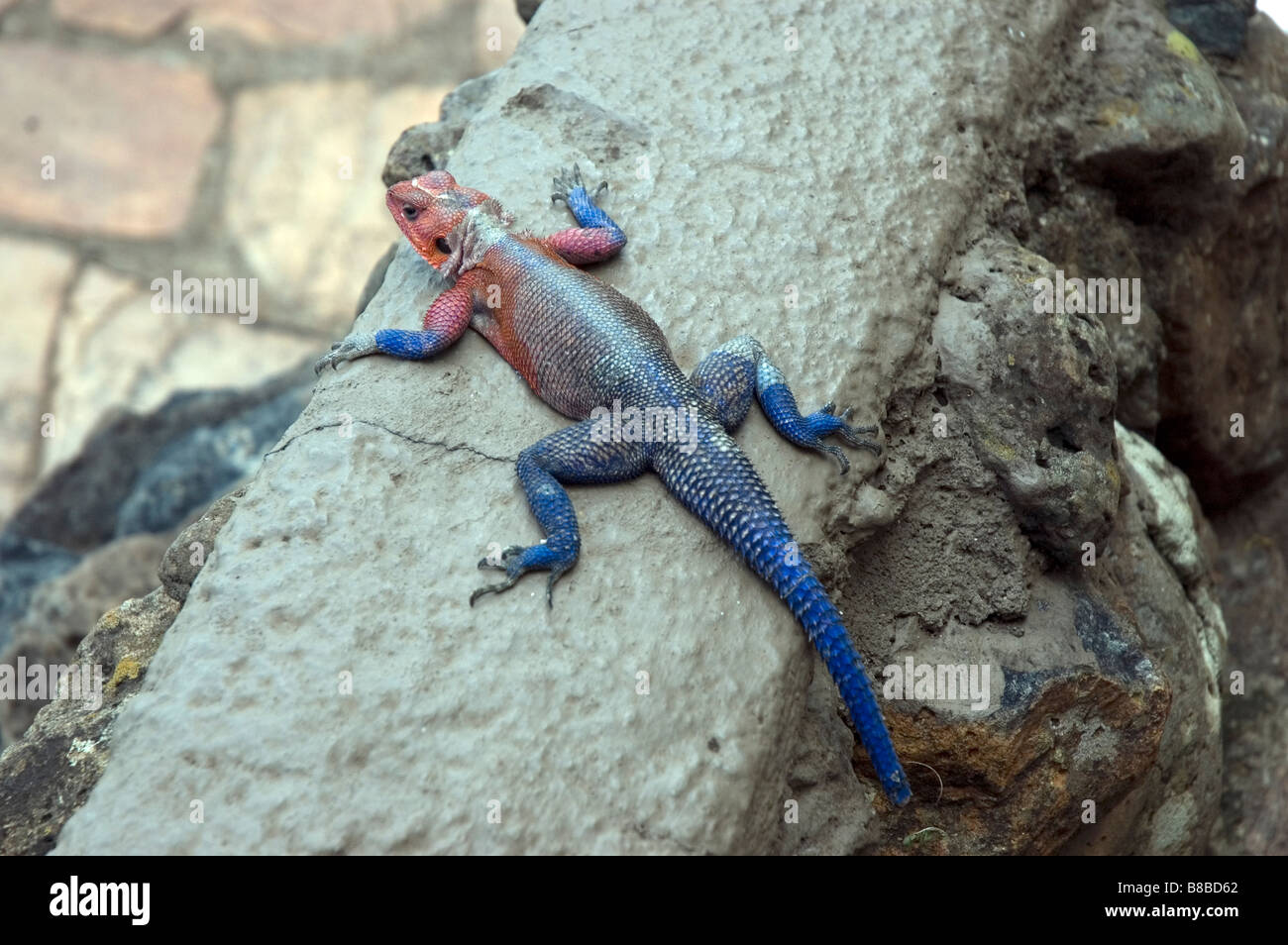 LIZARD, WILDLIFE, KENYA Stock Photo - Alamy