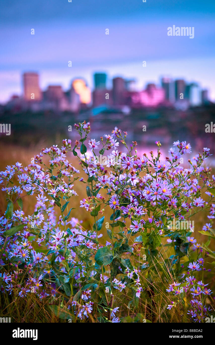 The wildflowers hi-res stock photography and images - Alamy