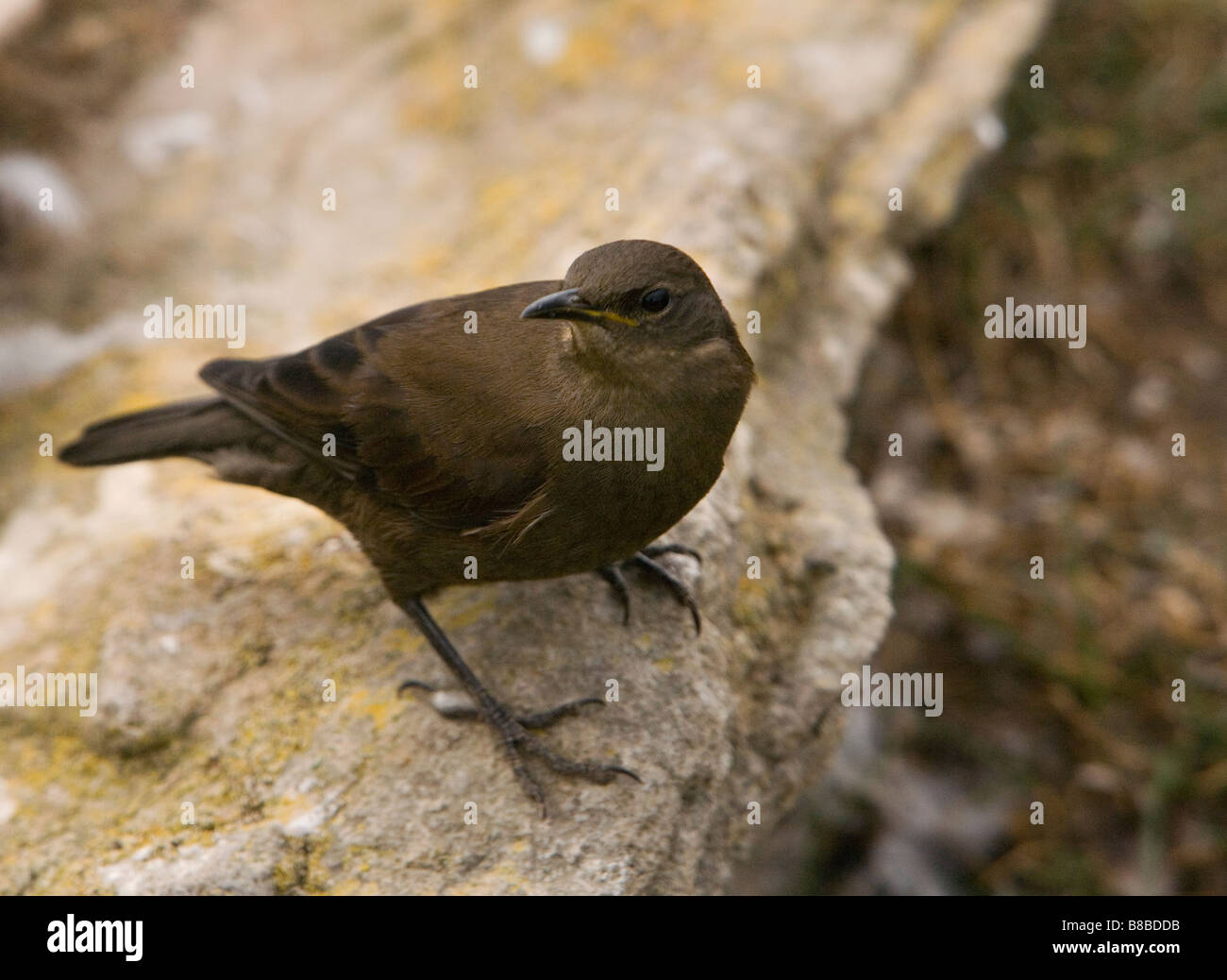 A Tussacbird (Cinclodes antarcticus antarcticus) on The Falkland ...