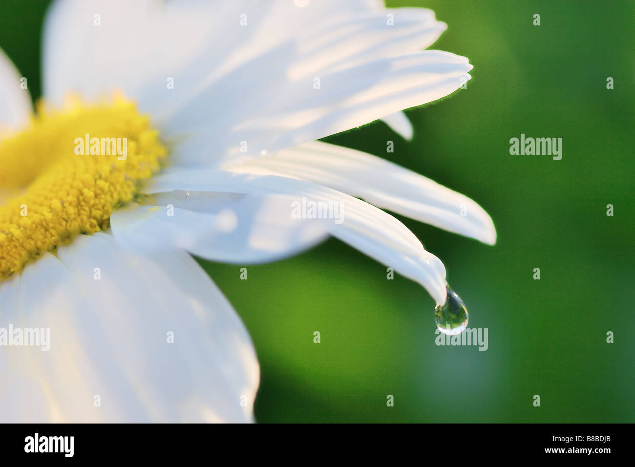 Water Dripping f Daisy Stock Photo - Alamy