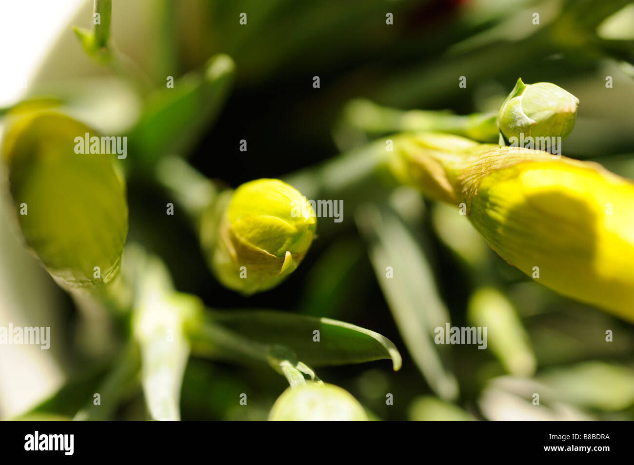 Bunch of daffodil hi-res stock photography and images - Alamy