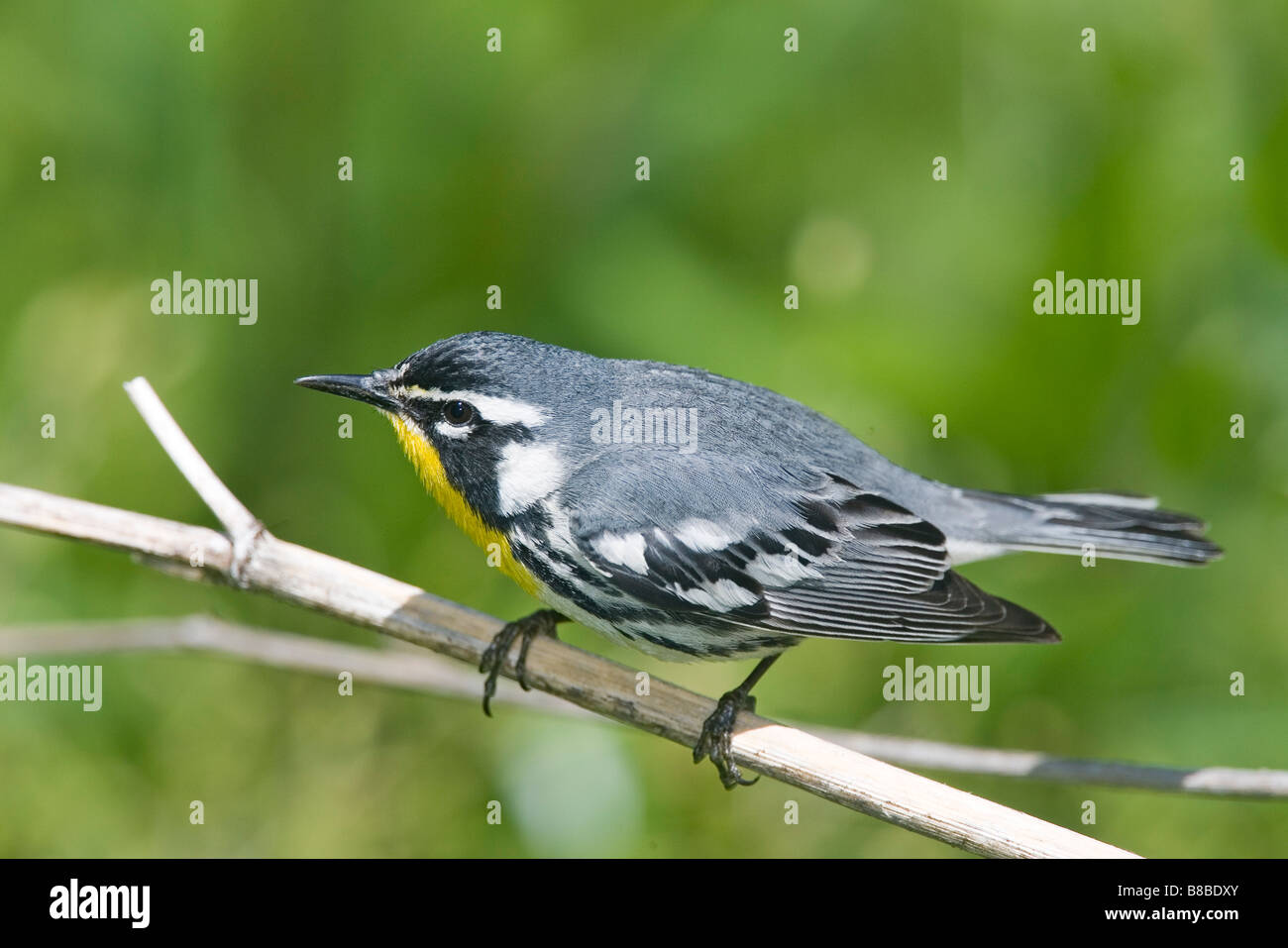 Yellow-throated Warbler Dendroica dominica Danville Virginia United ...