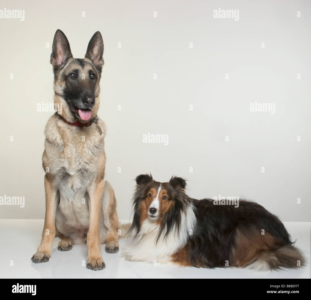 German Shepard Sheltie Stock Photo - Alamy