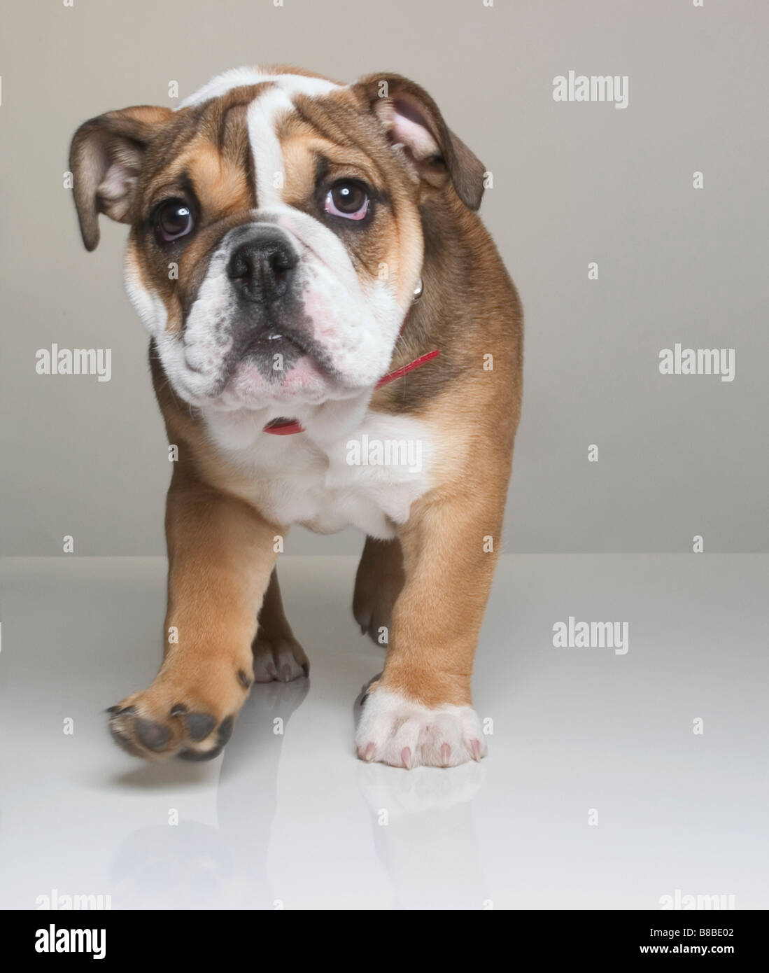 Bull Dog Puppy Stock Photo - Alamy