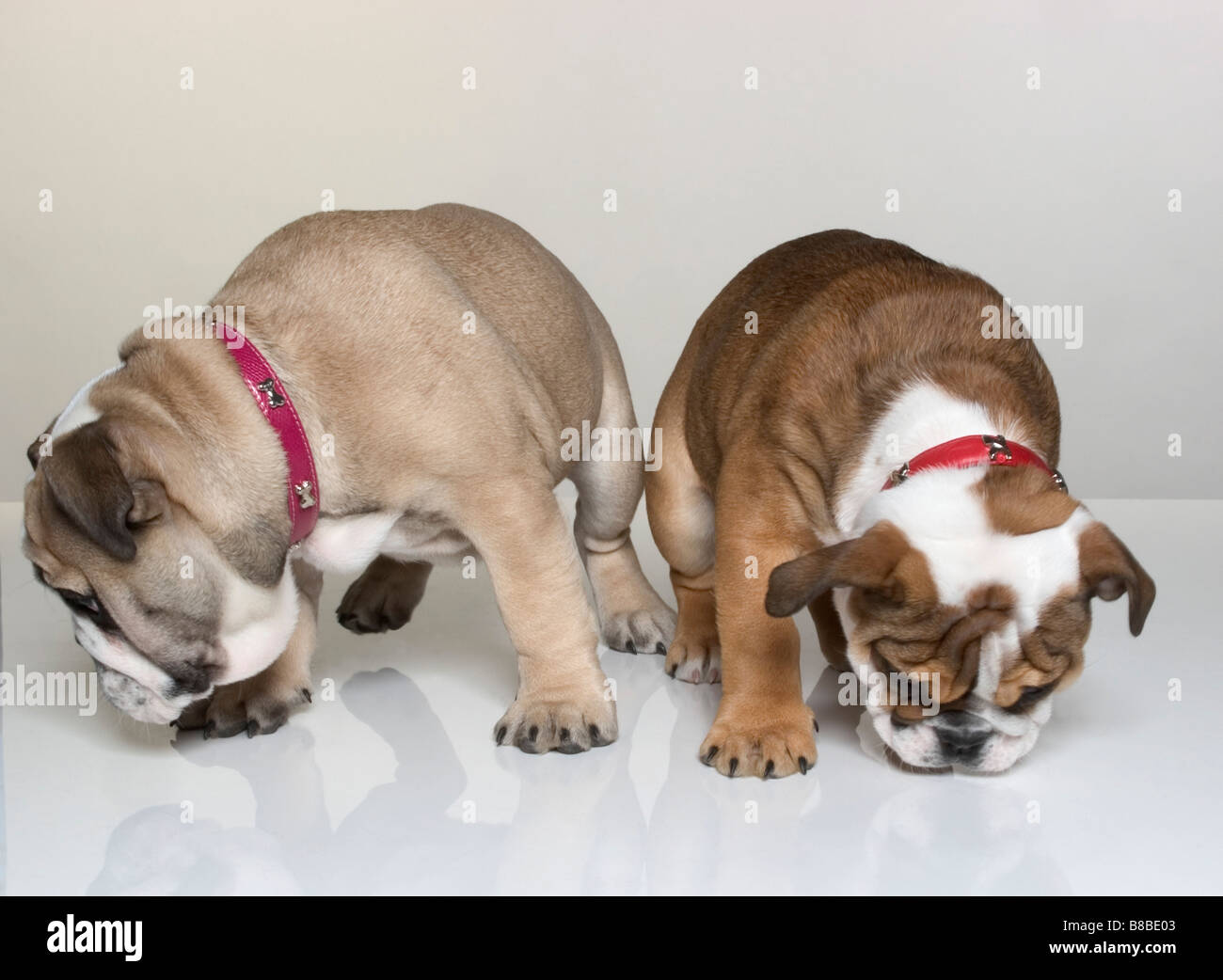 Bull Dog Puppies Stock Photo - Alamy