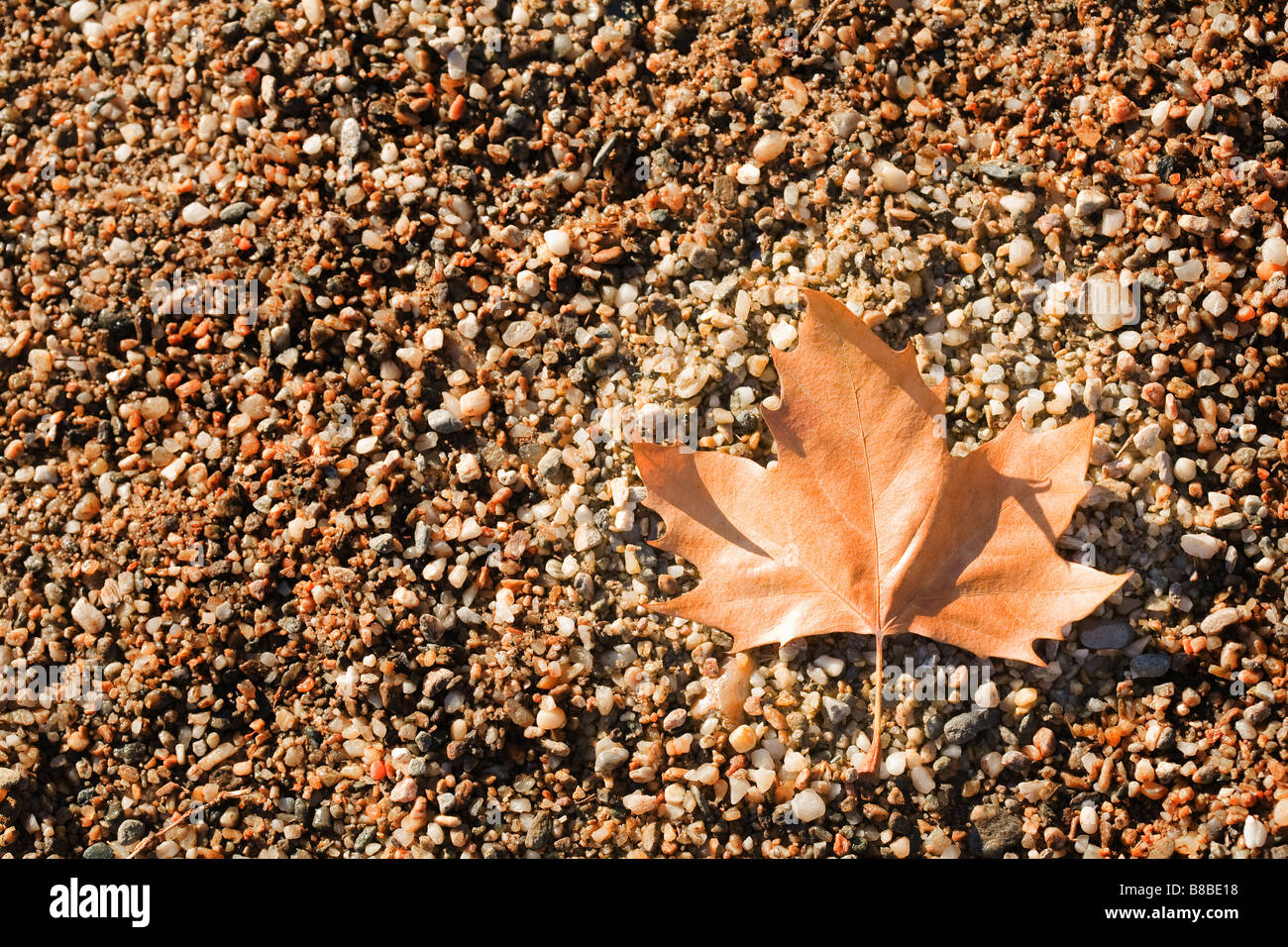 A single fallen leaf on pebbles Stock Photo - Alamy