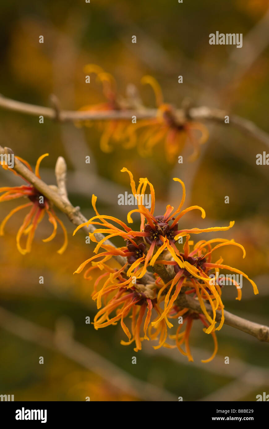Close-up of Hamamelis x intermedia 'Jelena' (witch hazel) a shrub that ...