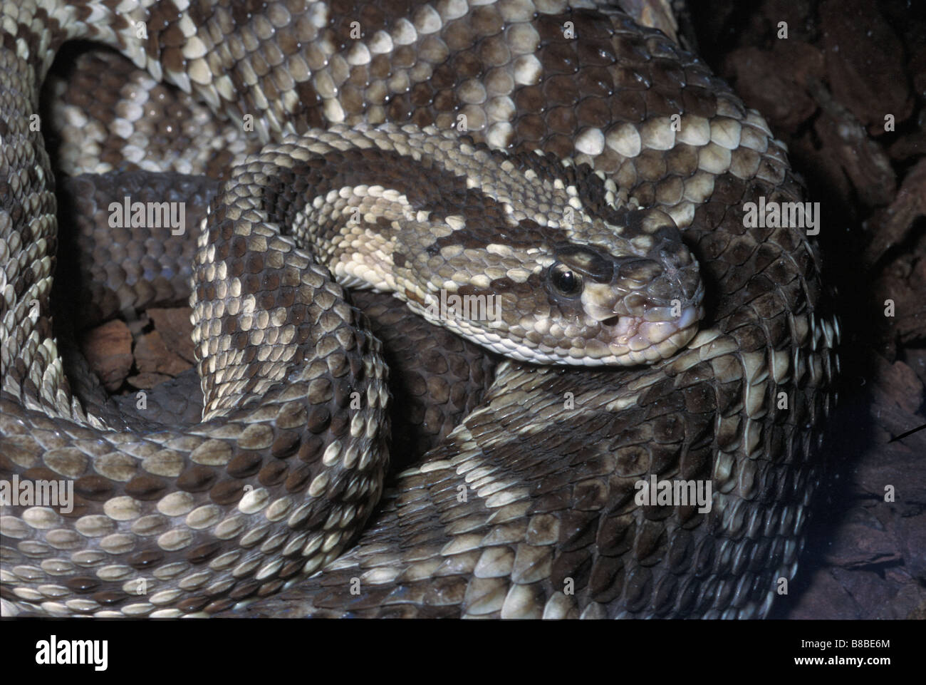 South American Rattle Snake "Cascavel" Crotalus durissus, Brazil Stock ...