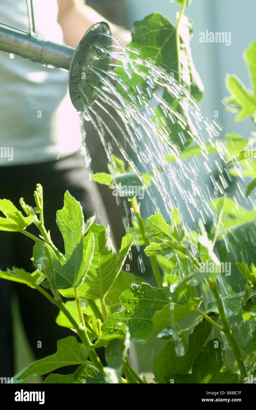 Gardener Watering Plant Stock Photo - Alamy