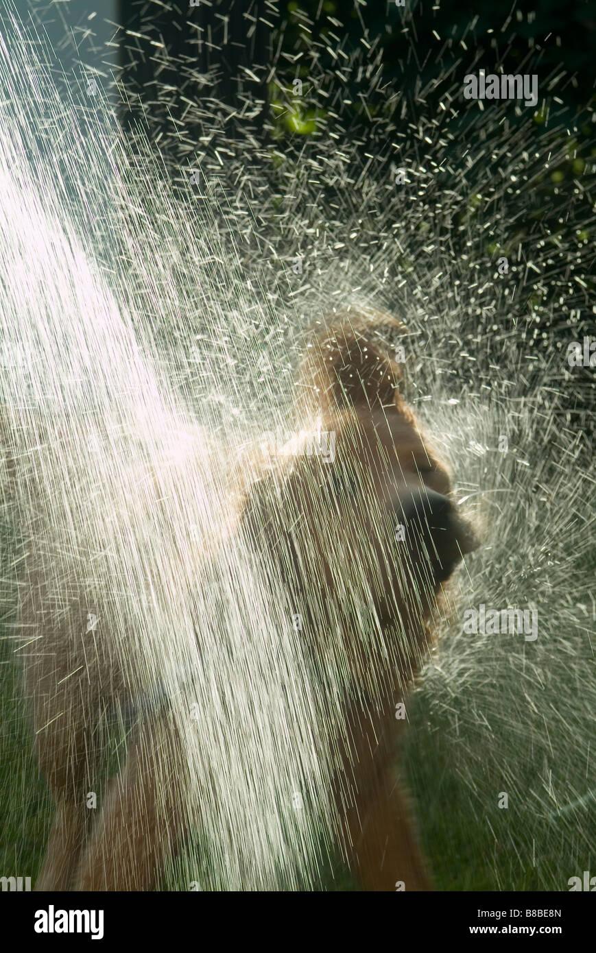 Water Sprayed Hose High Resolution Stock Photography and Images - Alamy