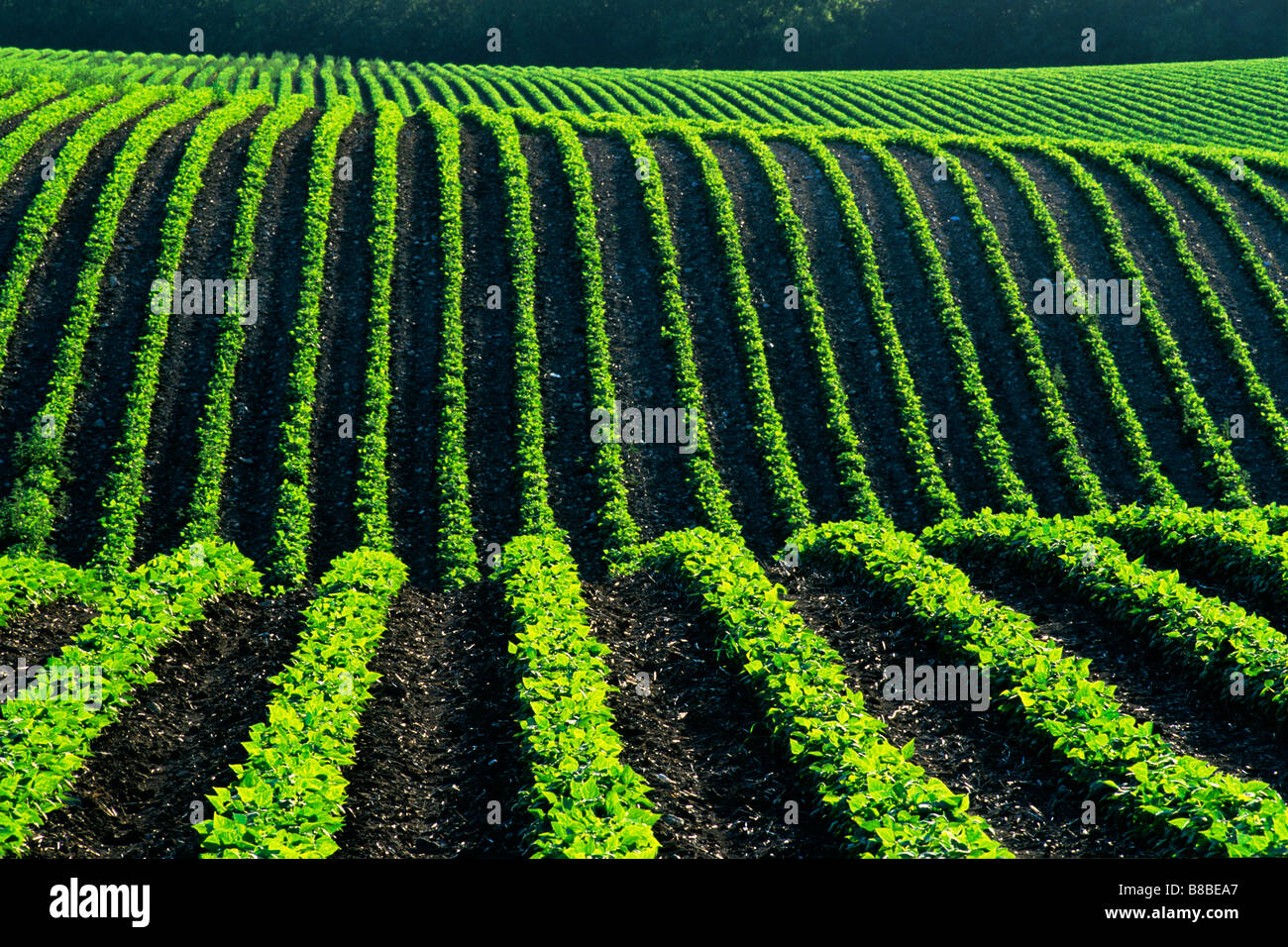 Treherne High Resolution Stock Photography and Images - Alamy