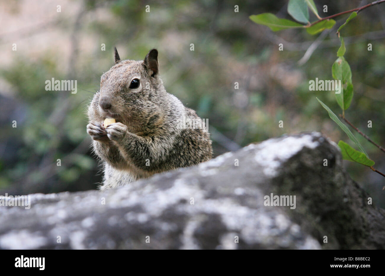 Smart chipmunk hi-res stock photography and images - Alamy