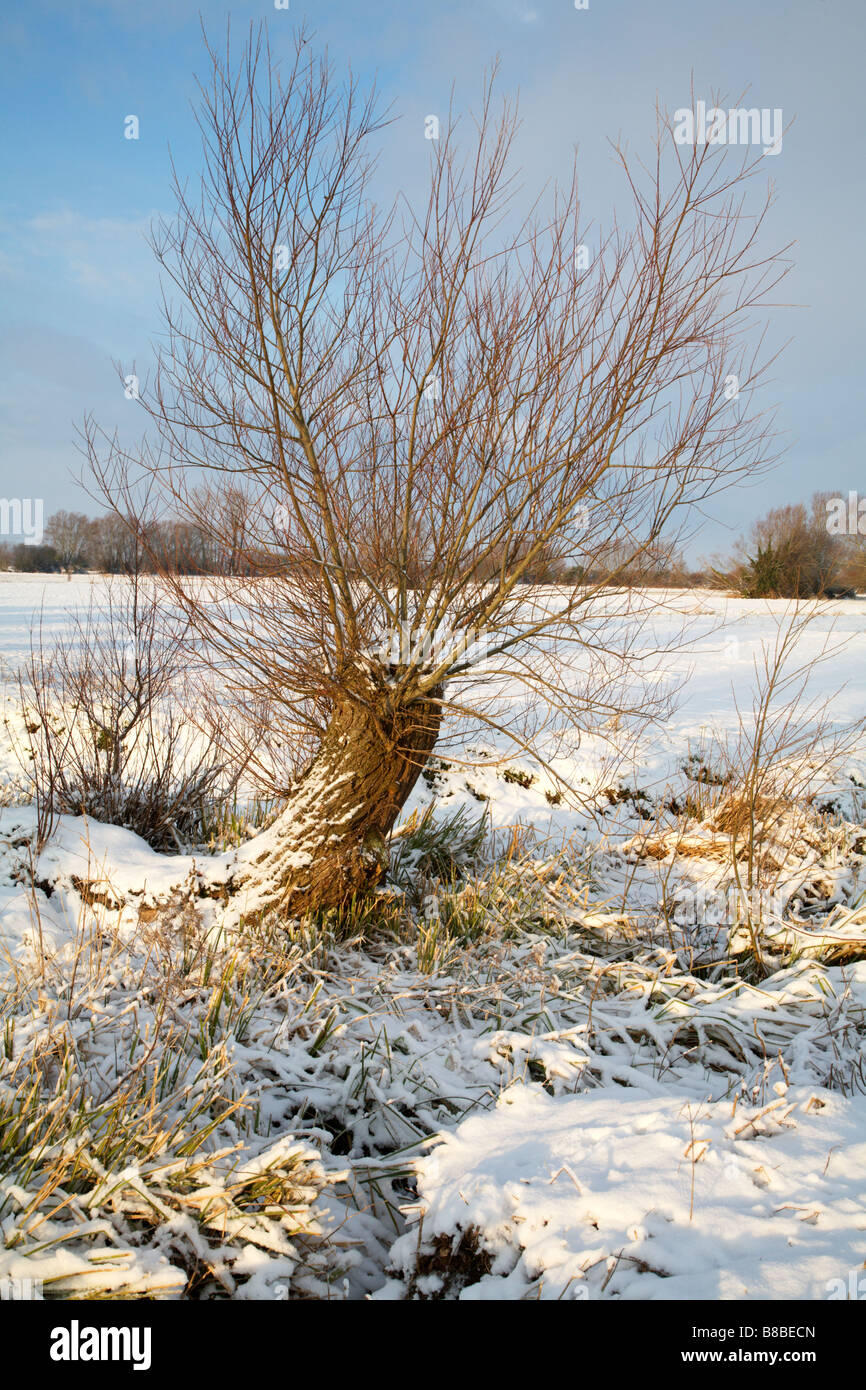 Snowy willow tree hi-res stock photography and images - Alamy