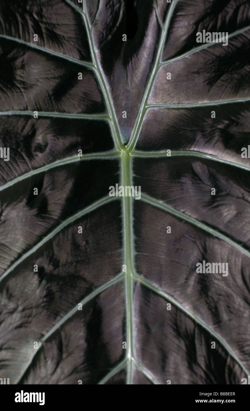 Black leaf hi-res stock photography and images - Alamy