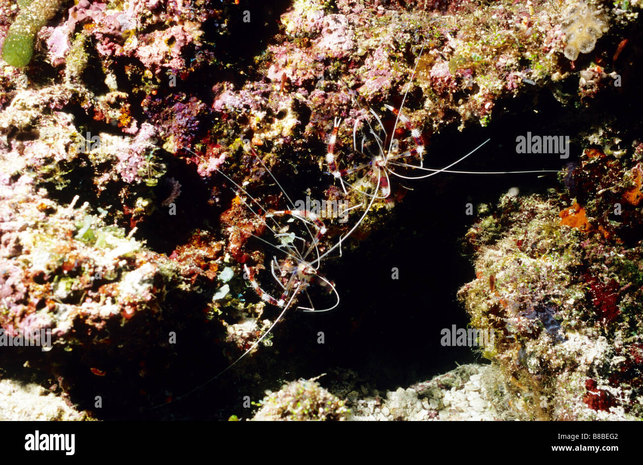 Crustaceans - Insects of the Sea. Phylum: Arthropoda (Insects ...