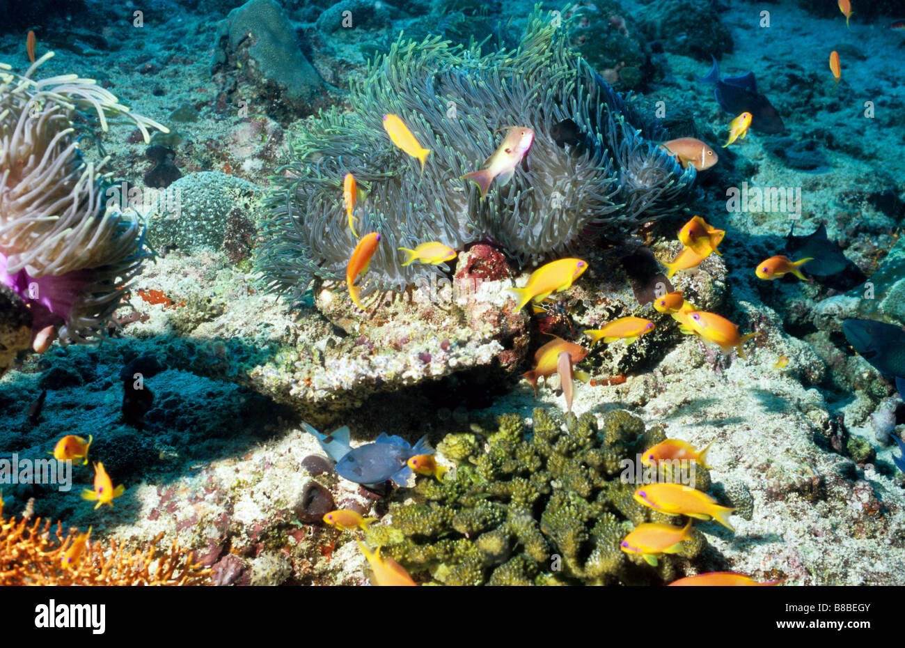 Busy coral reef scene, with hard corals, anemones and anthias ...