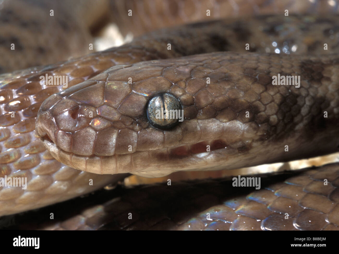 Boidae hi-res stock photography and images - Alamy