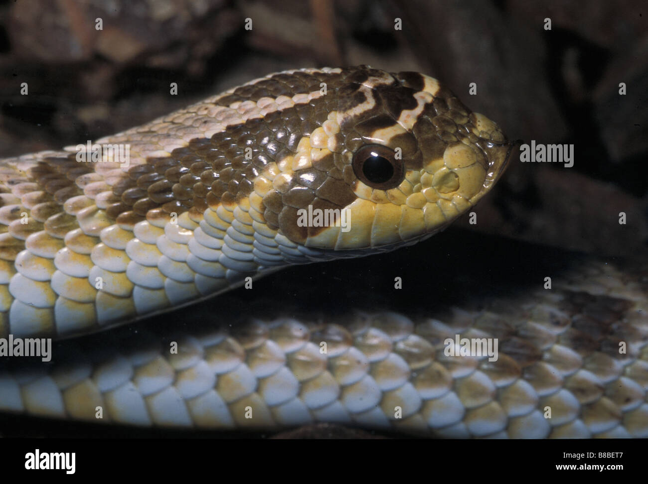 Plains hognose snake heterodon nasicus var kenerly hi-res stock ...