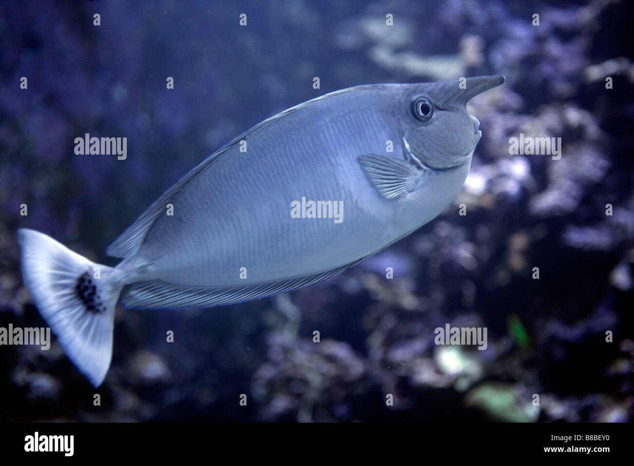 Elephant Fish, Maui Aquarium, Hawaii Stock Photo - Alamy