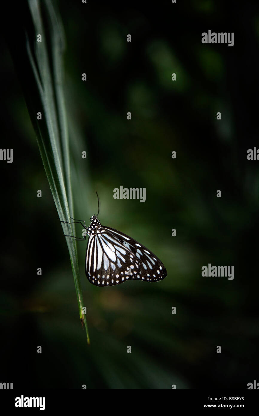 Butterfly Niagara Butterfly Conservatory, Niagara,Ontario Stock Photo ...