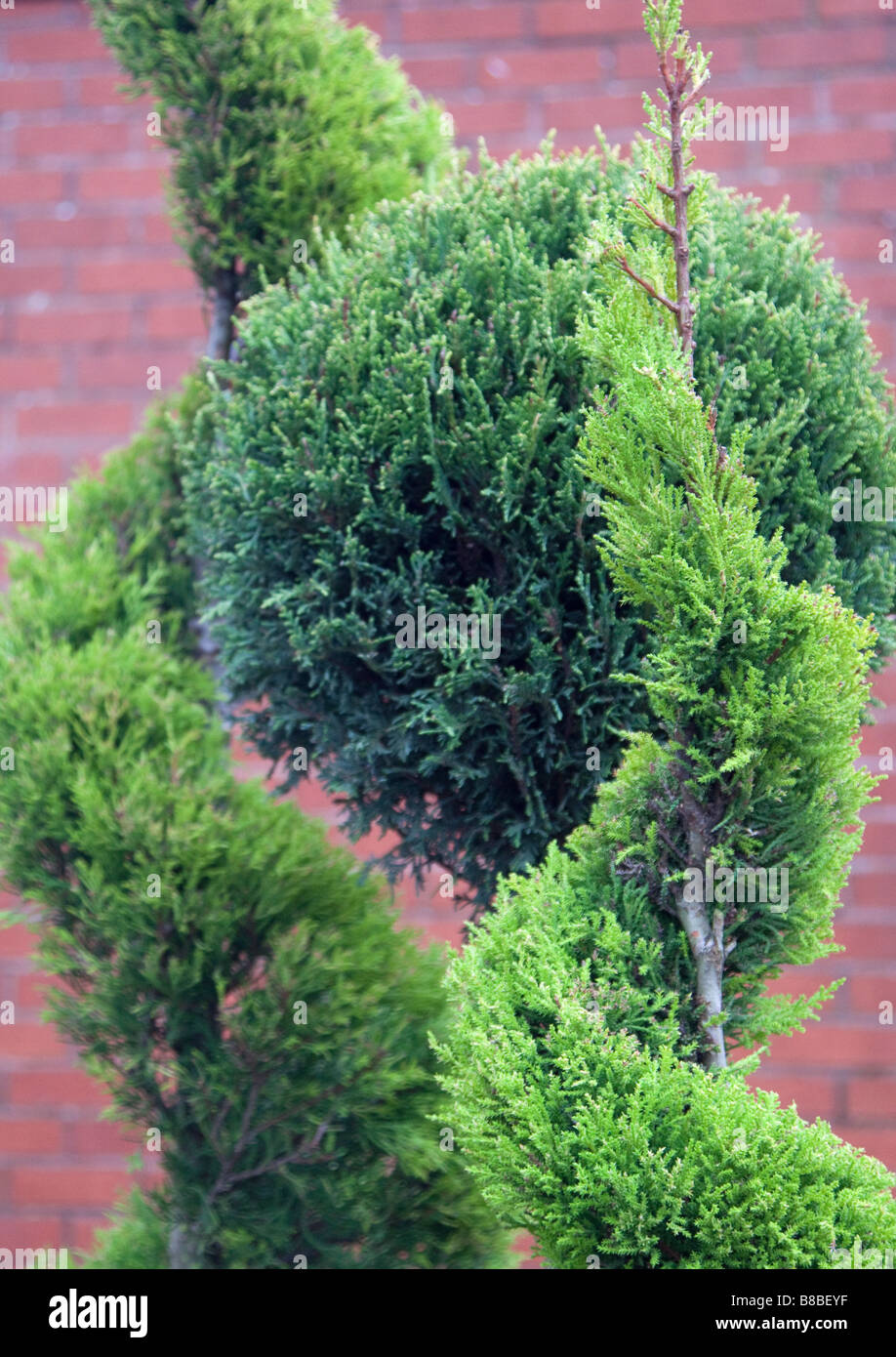Two Topiary ornamental trees trained into a spiral shape and a ...