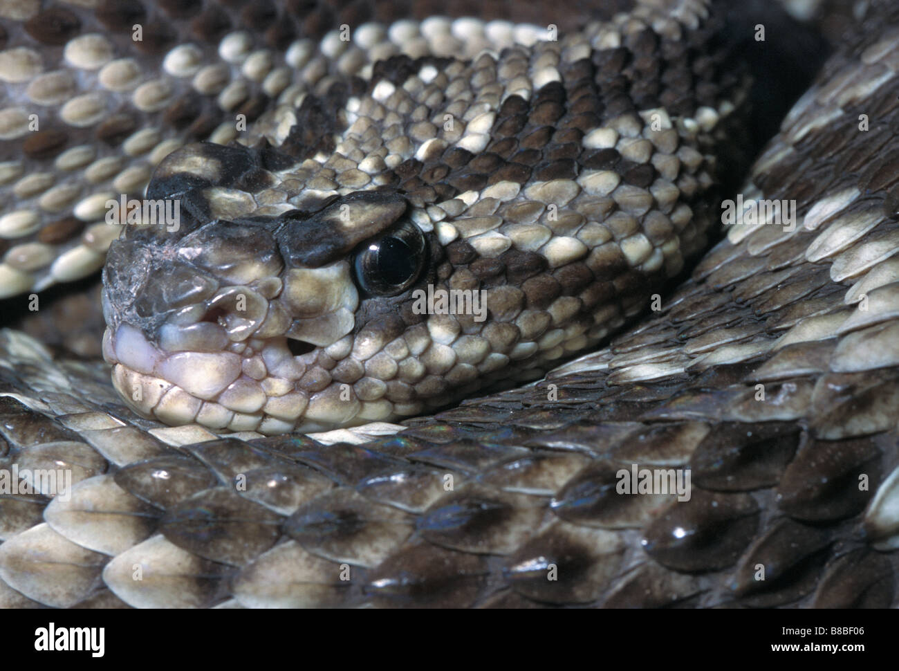 South American Rattle Snake "Cascavel" Crotalus durissus, Brazil Stock ...