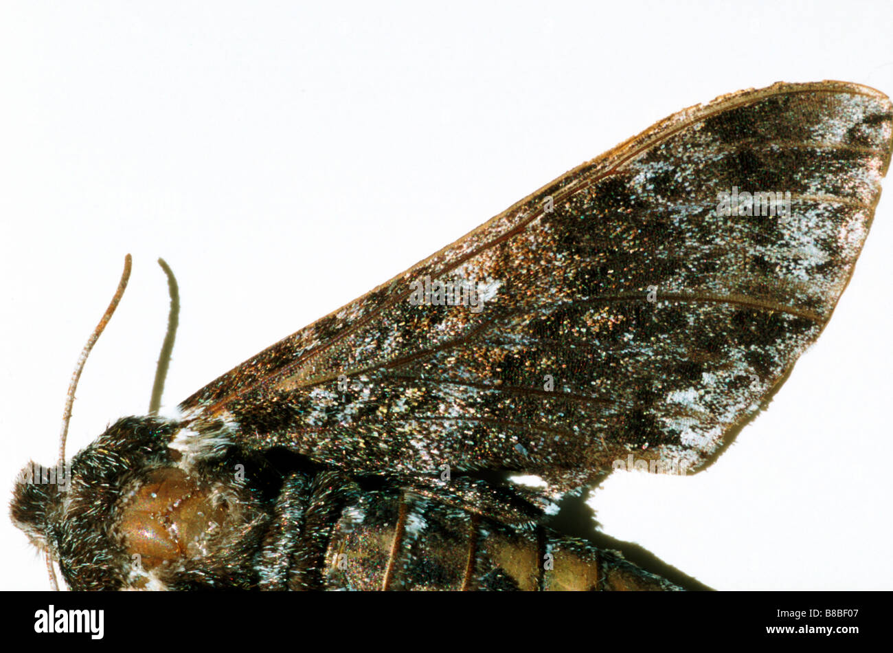 Close-up Moth Stock Photo - Alamy