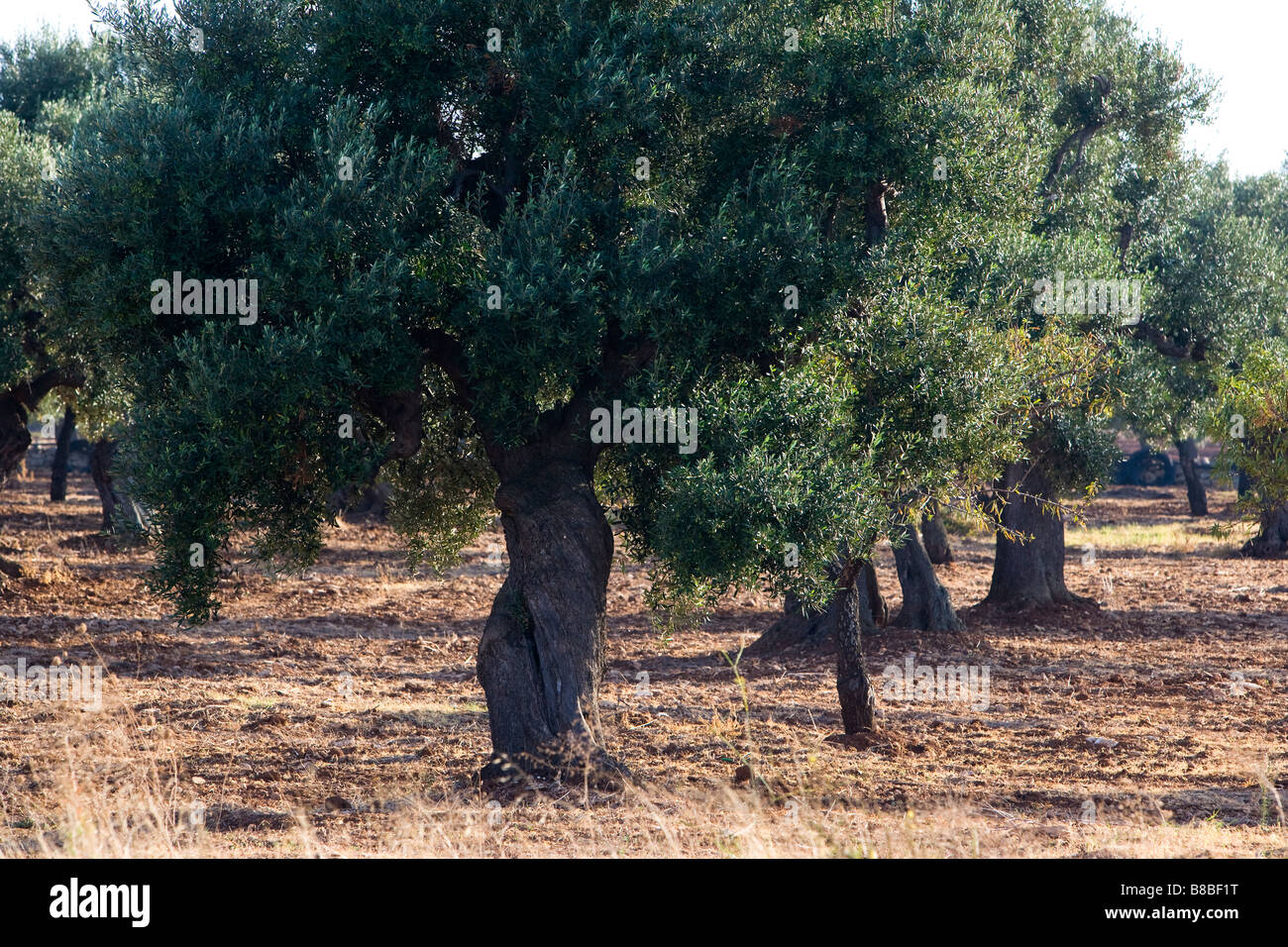 Old twisted Olive trees Puglia Italy Stock Photo - Alamy
