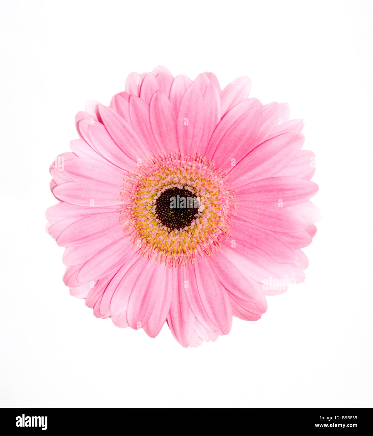 Pink Gerber Daisy White background Stock Photo - Alamy