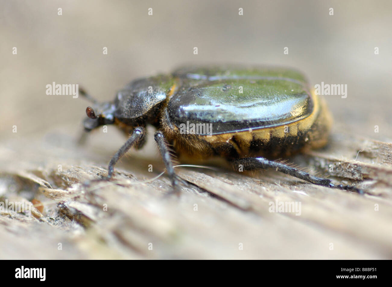 Close Up Beetle Stock Photo - Alamy