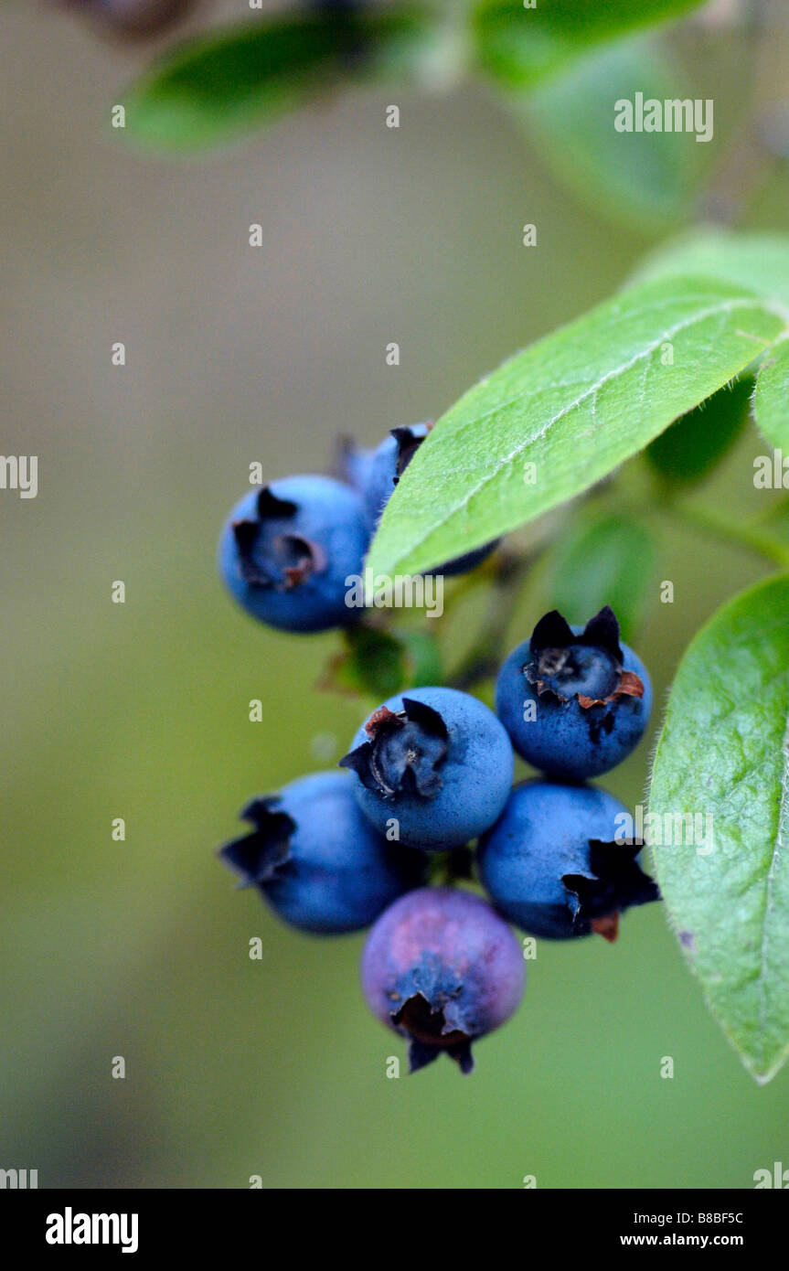 Up wild hi-res stock photography and images - Alamy