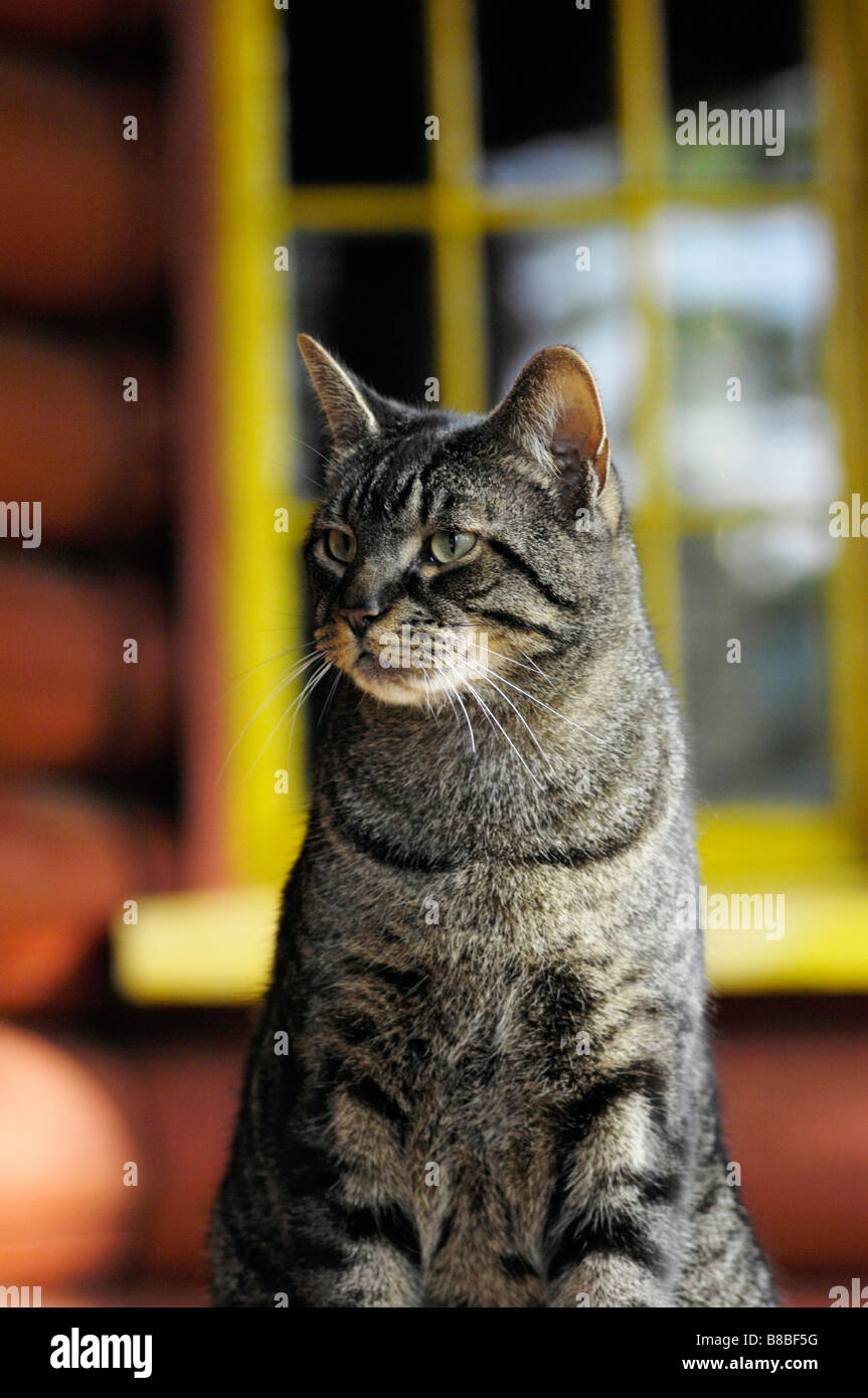 Cat Log Cabin Stock Photo - Alamy