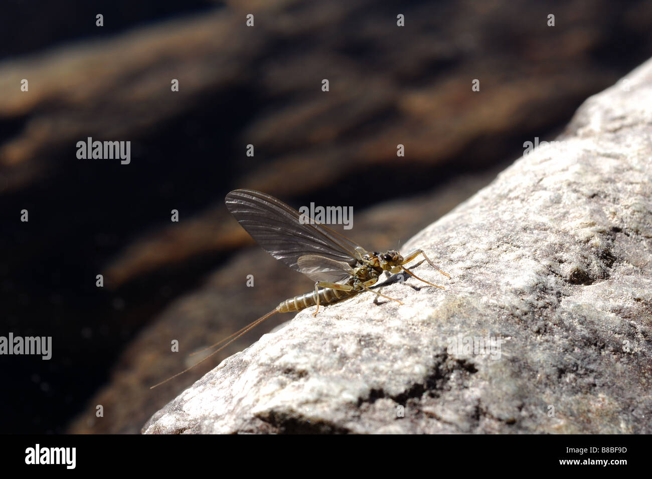 Ephemeroptera High Resolution Stock Photography and Images - Alamy