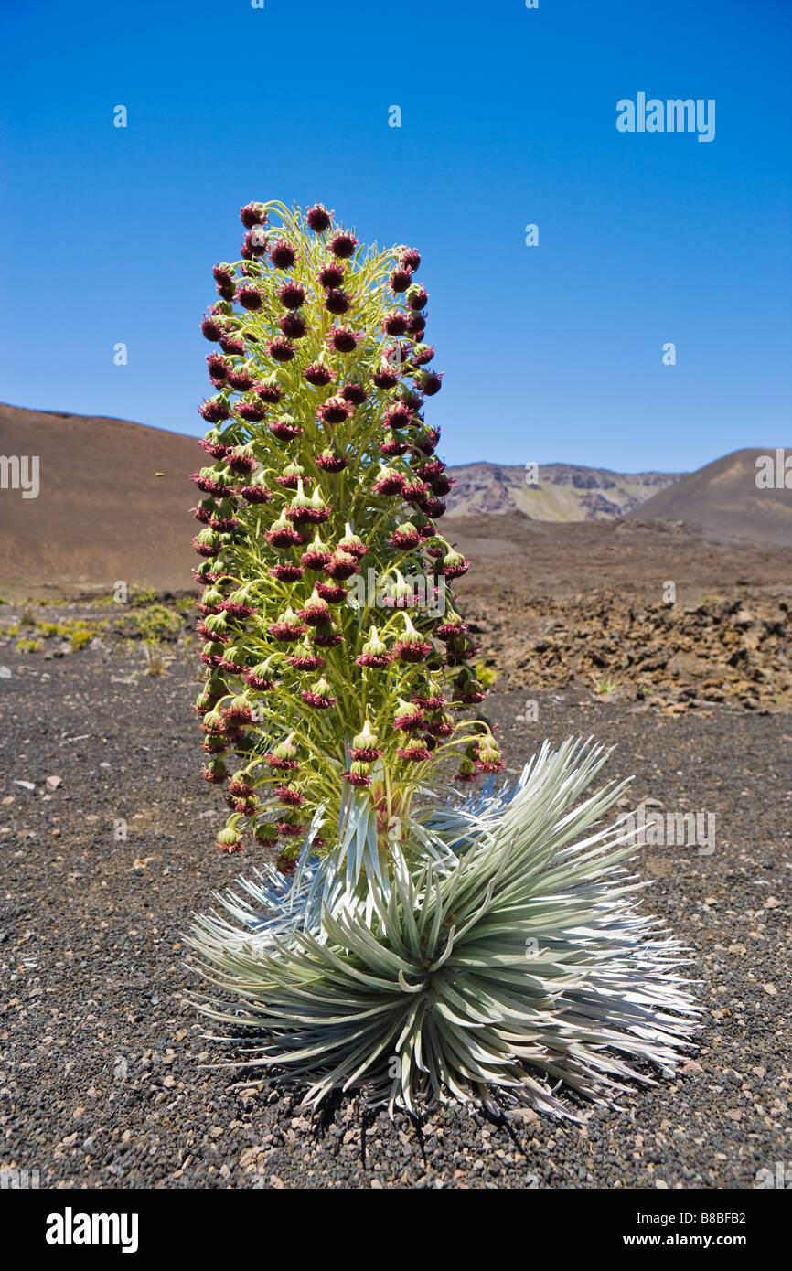 A Silversword plant in bloom on the valley floor of the Haleakala ...