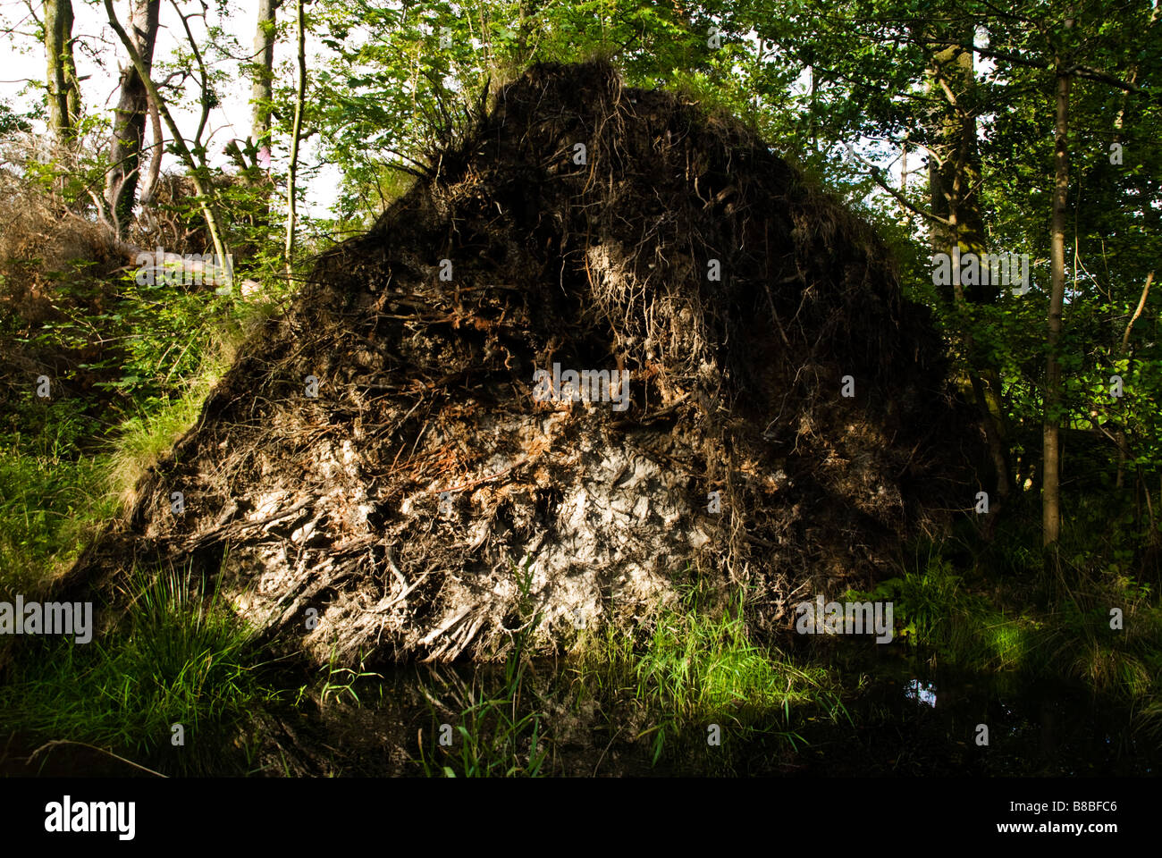 Upturned tree roots hi-res stock photography and images - Alamy