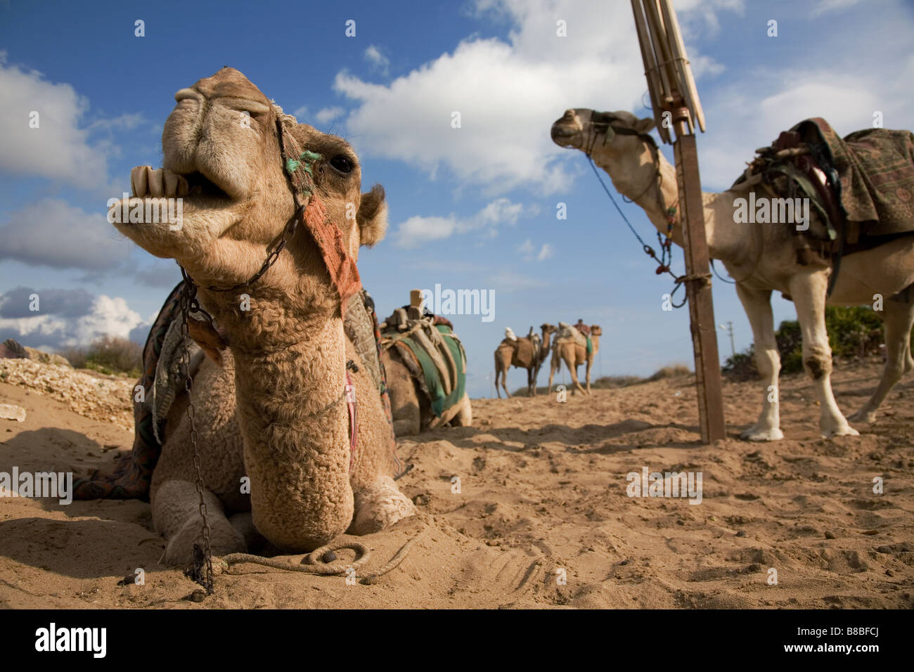 Camel teeth hi-res stock photography and images - Alamy